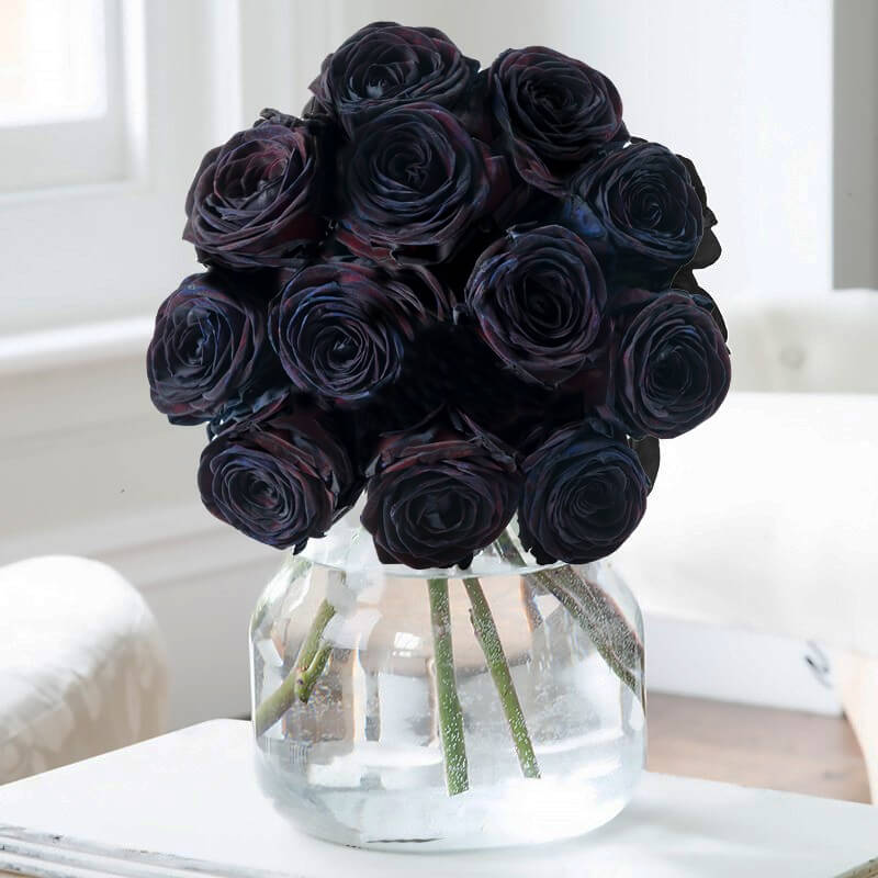 Intresting Facts about Roses | Flower Tips | Beato Blog
