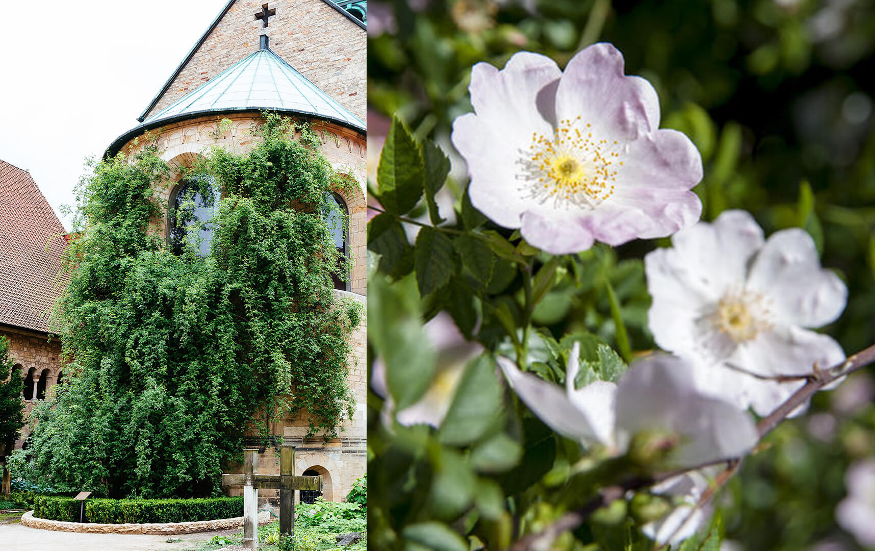 Intresting Facts about Roses | Flower Tips | Beato Blog